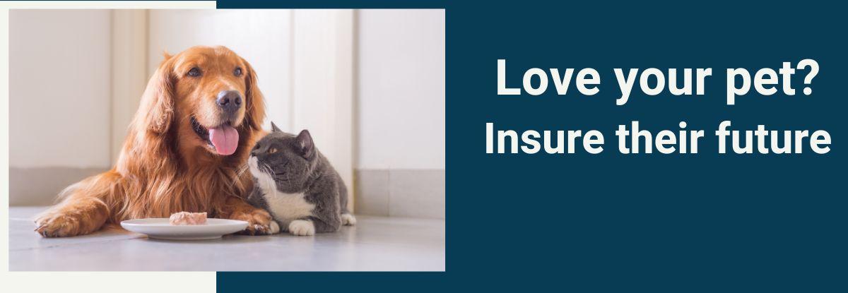 Comprehensive Pet Insurance Coverage - STP Brokerage